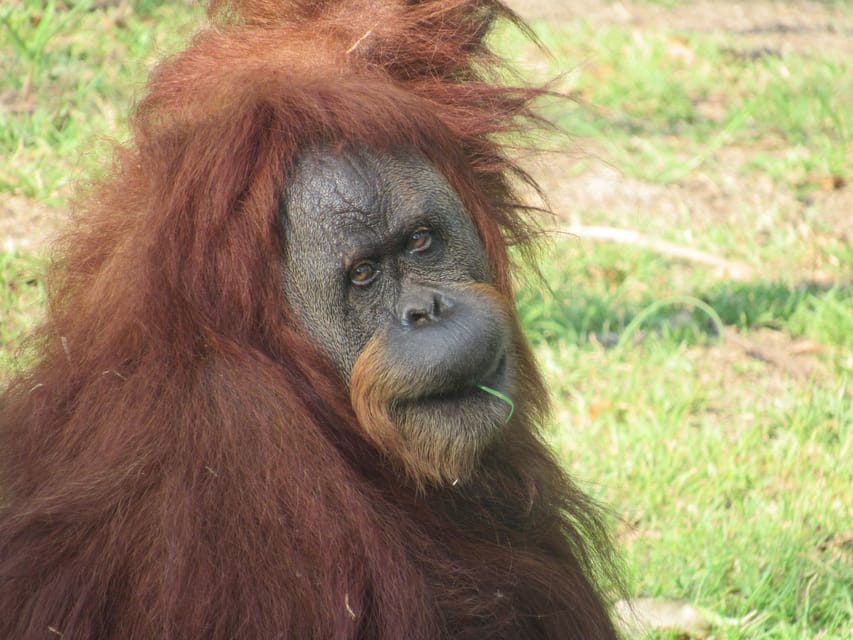 Rio de Janeiro: BioPark of Rio Entry tickets (Zoo) | GetYourGuide