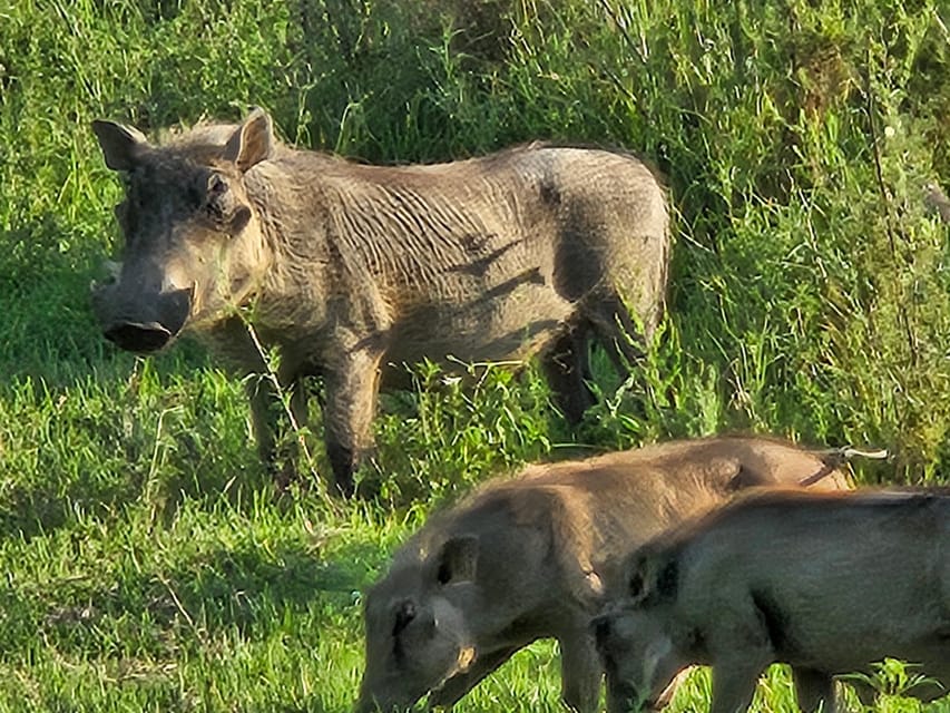 Hike in a Wildlife Reserve with Wild Animals (no predators) | GetYourGuide