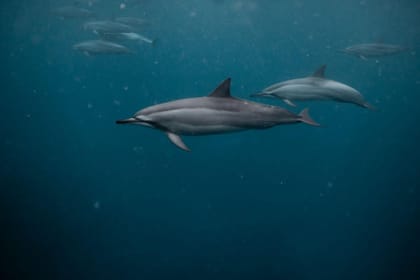 Mauritius Le Morne: Eco-Friendly Dolphin Watching Tour | GetYourGuide