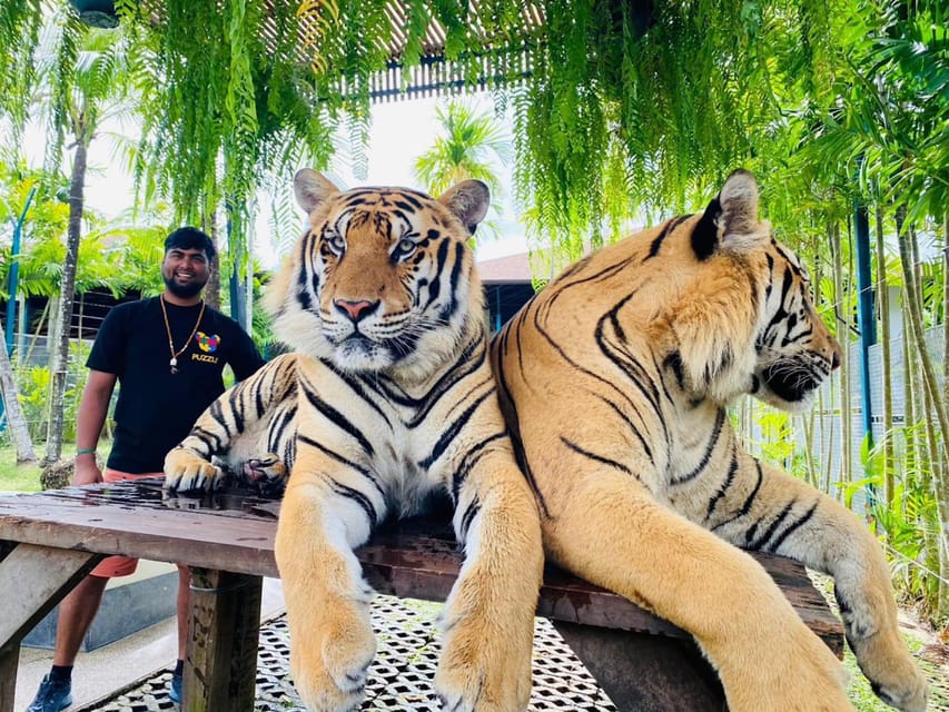 Phuket: Half-Day Guided City Tour,Tiger Elephant And ATV | GetYourGuide