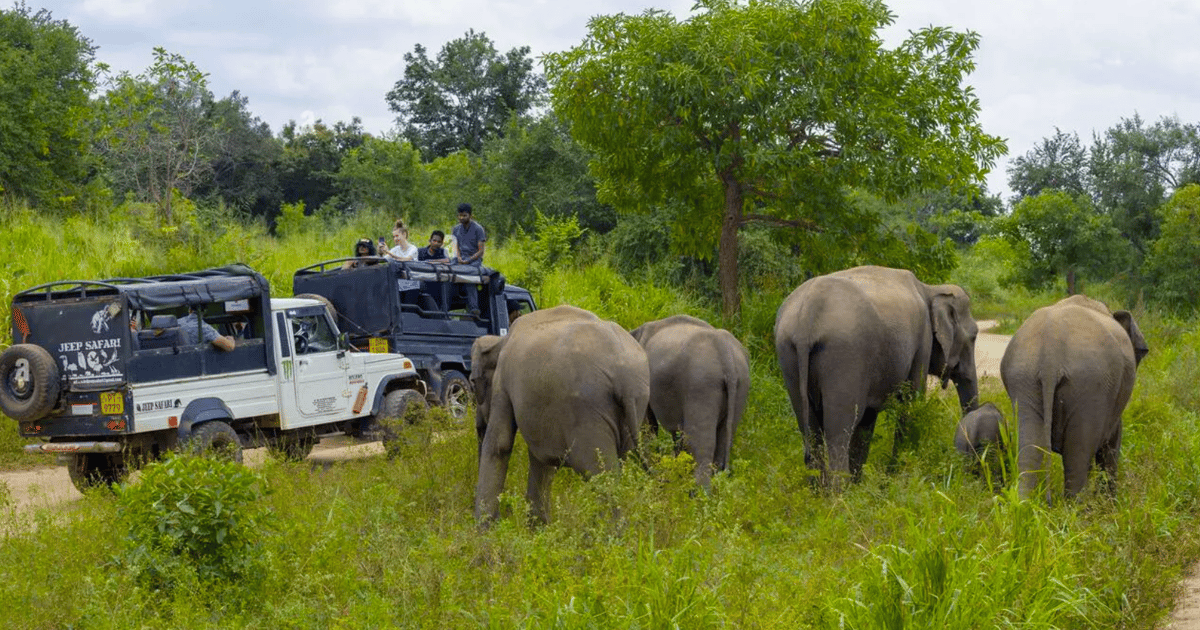 Sigiriya Fortress and Wildlife Safari, Budget Tour | GetYourGuide
