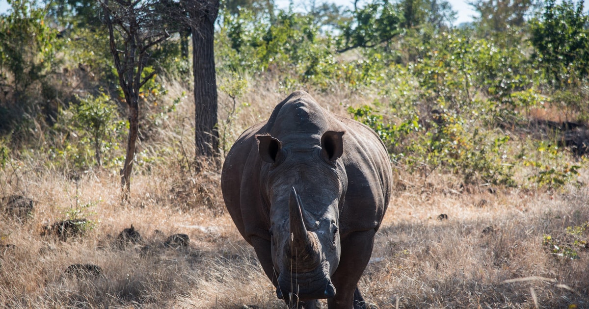 Mosi oa Tunya Game Drive and Rhino Walking Safari | GetYourGuide