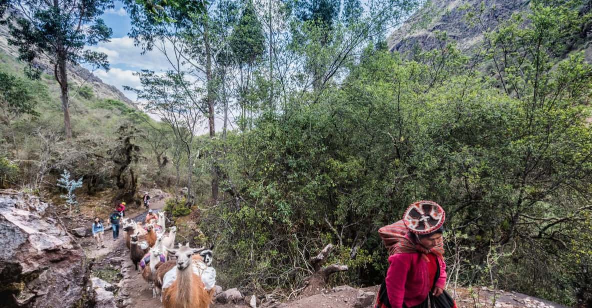Fra Cusco: Gåtur med alpakaer og lamaer & picnic |Privat| | GetYourGuide