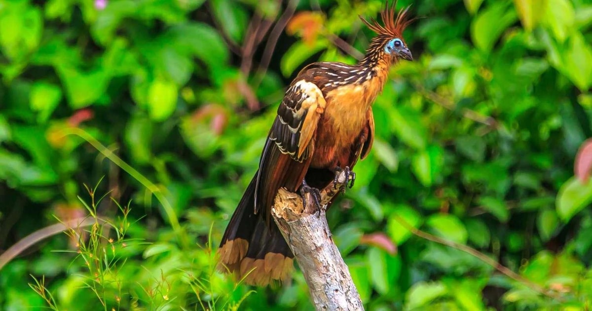 Selva Neotropical 2 Días | GetYourGuide