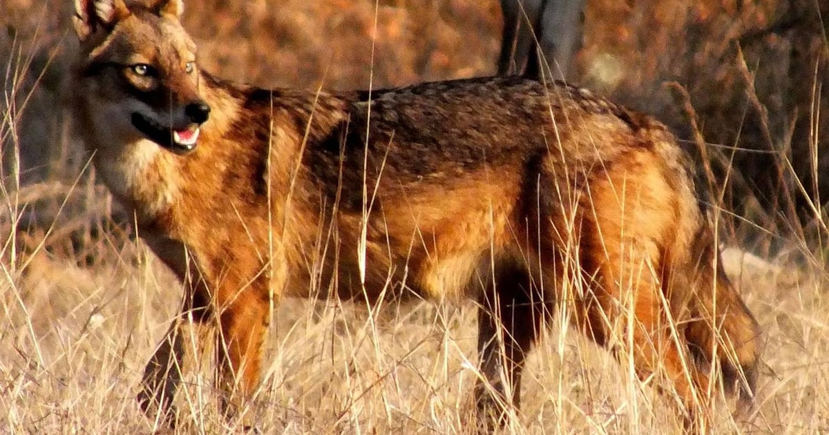 Il Libro della Giungla - Tour privato della fauna selvatica nell'India ...