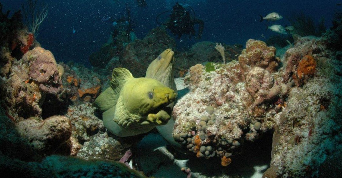 Cancún: Aventura de Buceo con Mero Goliat | GetYourGuide