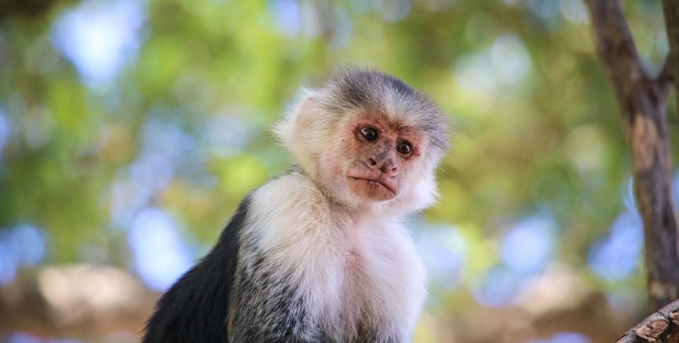 Excursión con monos de los manglares de Costa Rica | GetYourGuide
