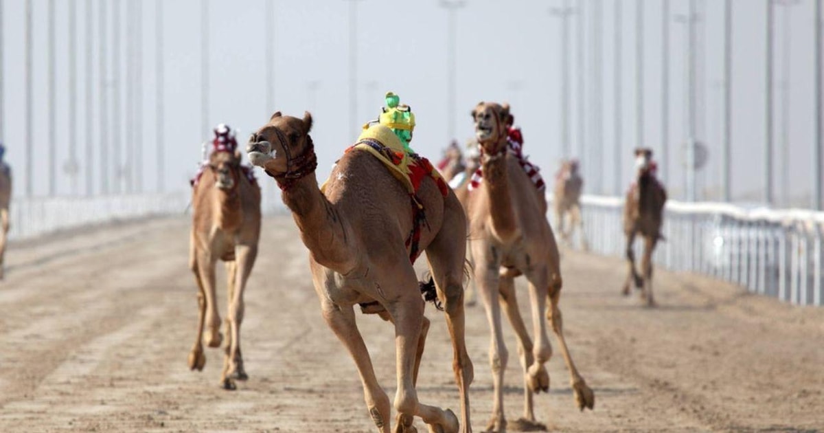 Doha: Camel Race Track und West Coast Private Tour | GetYourGuide