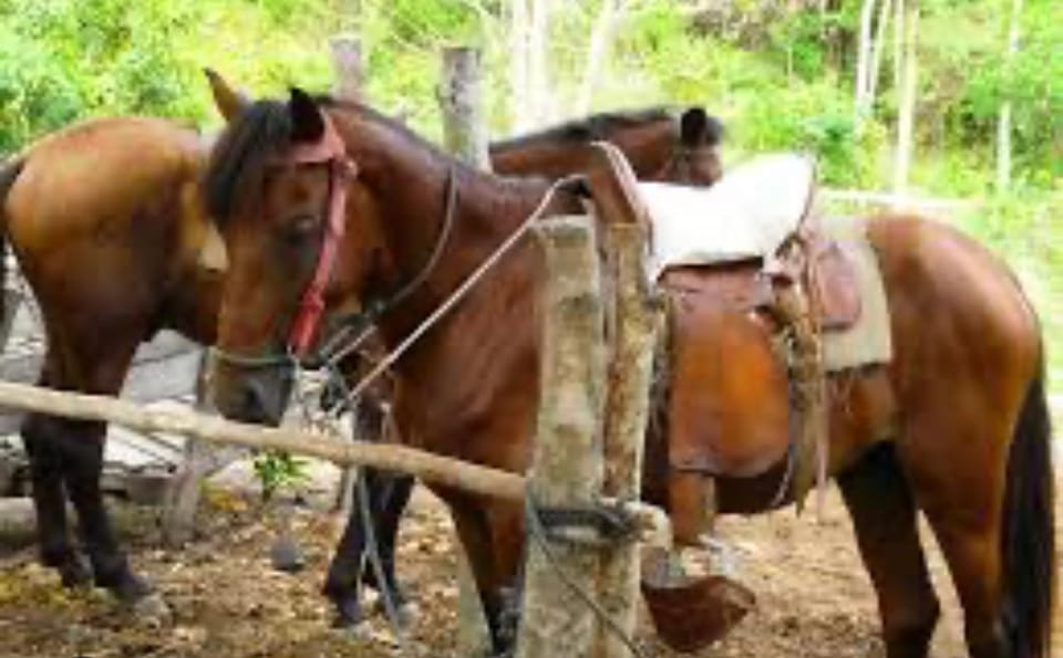 Excursión a Caballo + Playa | GetYourGuide