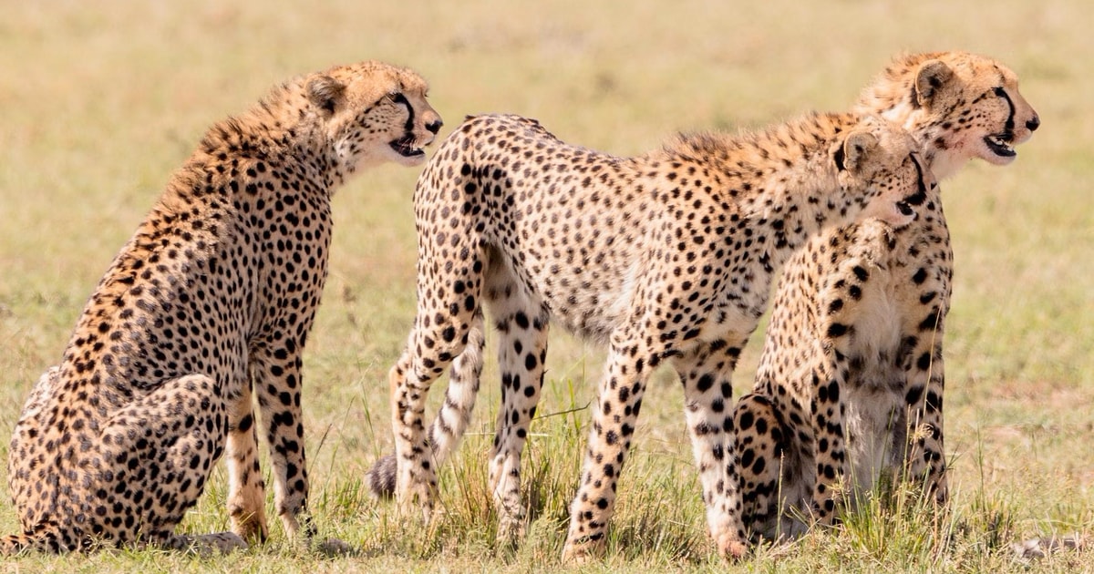 ディアニ／モンバサ発ツァボ・イースト・サファリ1日コース | GetYourGuide