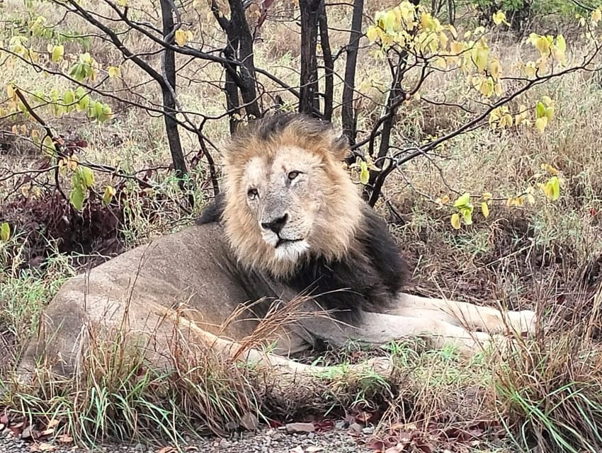 Kruger Park Safari von Maputo aus | GetYourGuide