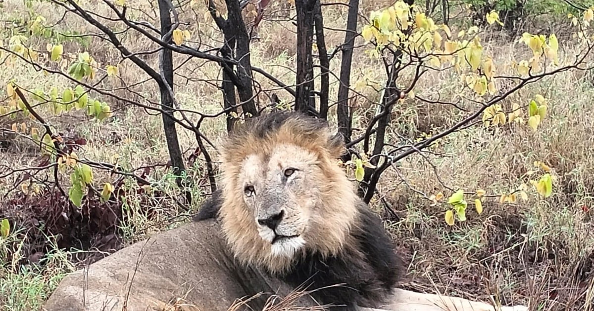 Safari al Kruger Park da Maputo | GetYourGuide