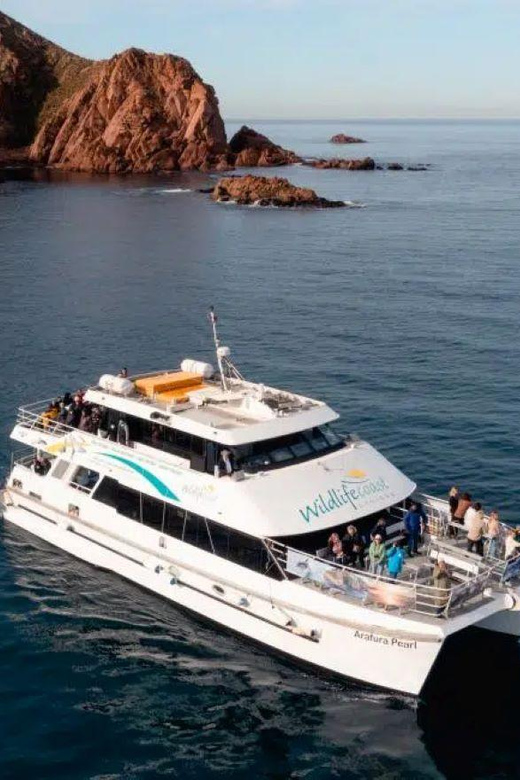 メルボルンフィリップ島のアザラシクルーズとペンギンパレード | GetYourGuide