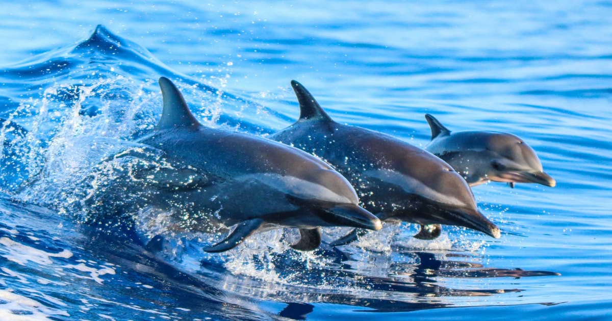 Side: excursión en barco a la isla de los delfines con almuerzo y ...