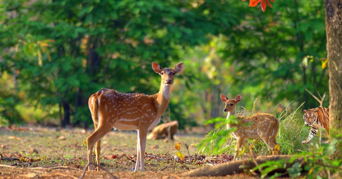 3- Day Jim Corbett National park tour | GetYourGuide