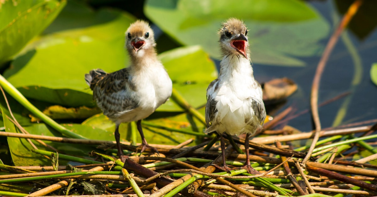 Guided Birdwatching tour with refreshments and secret spots! | GetYourGuide