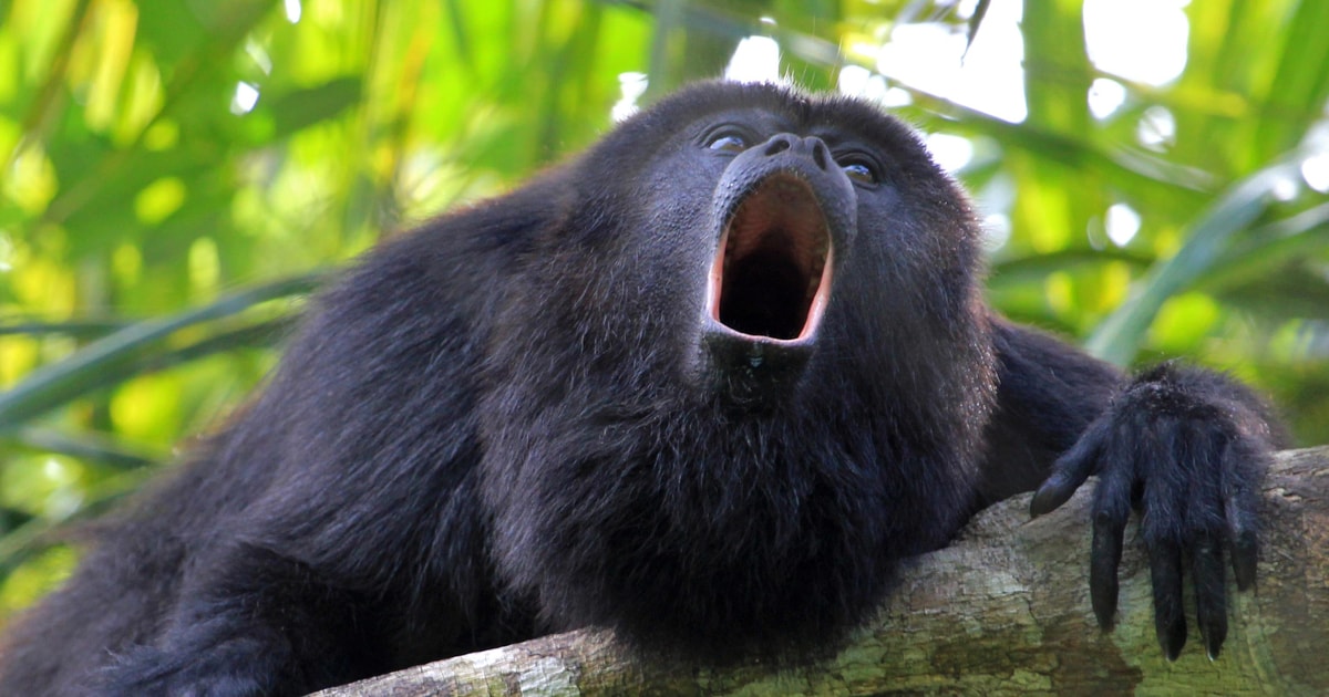 Tamarindo Estuary: Kayak Monkey Tour | GetYourGuide