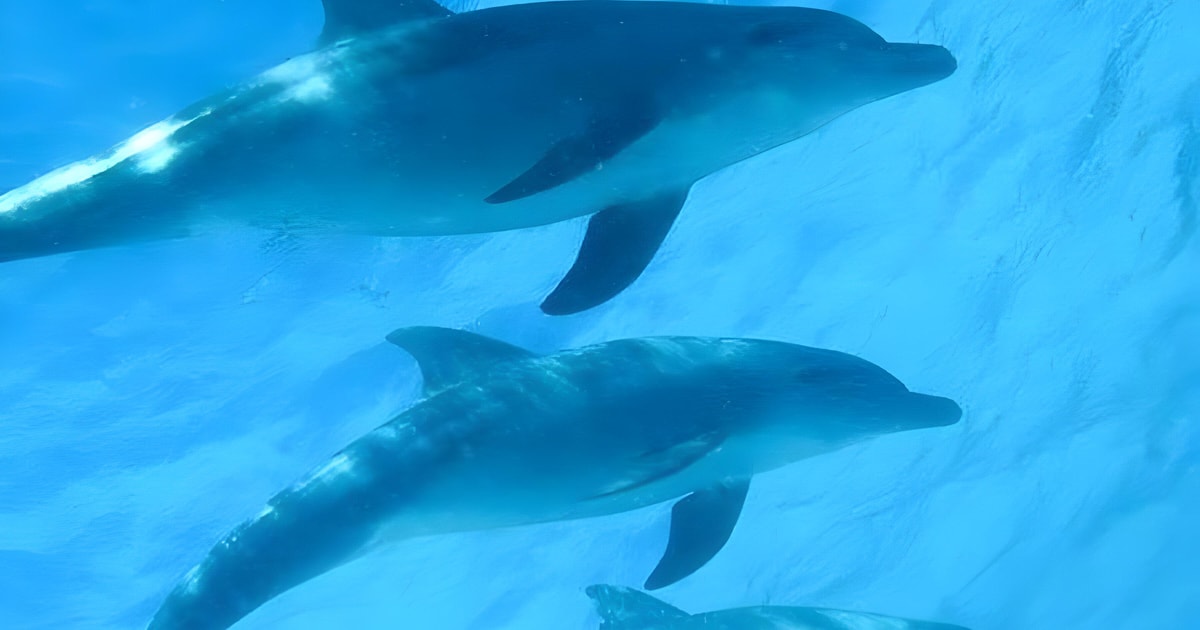 Mnemba Island: Snorkeling and Dive with Dolphins | GetYourGuide