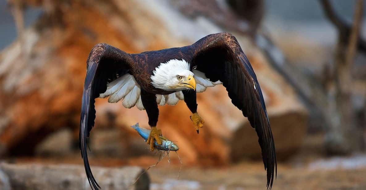 6 Days Explore Tanzania Big Five Wild Encounters Tour | GetYourGuide