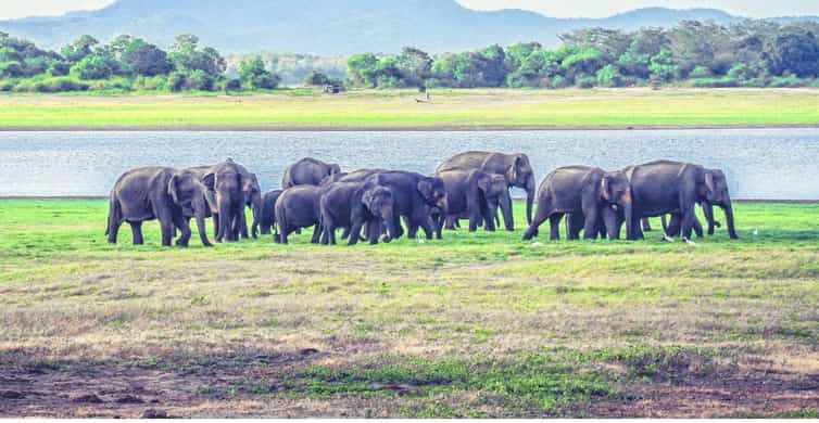 Minneriya Wild Safaris, Anuradhapura - Book Tickets & Tours | GetYourGuide