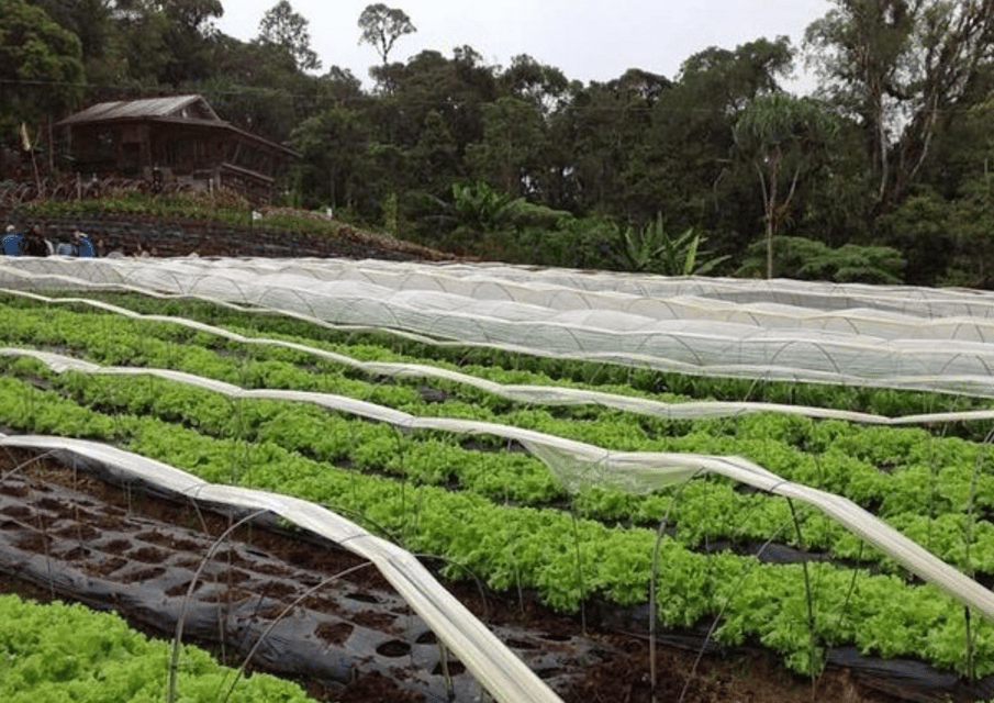 Davao Buda - Marilog | GetYourGuide