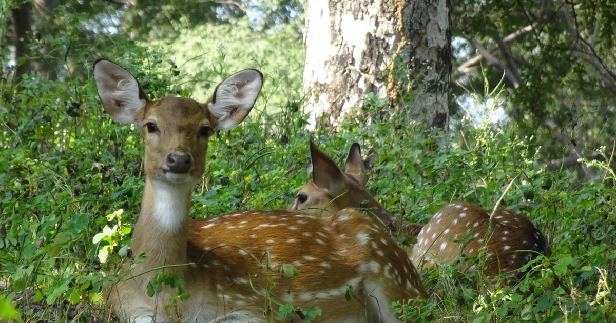 Delhi: 2-dages Jim Corbett Safari-eventyr | GetYourGuide