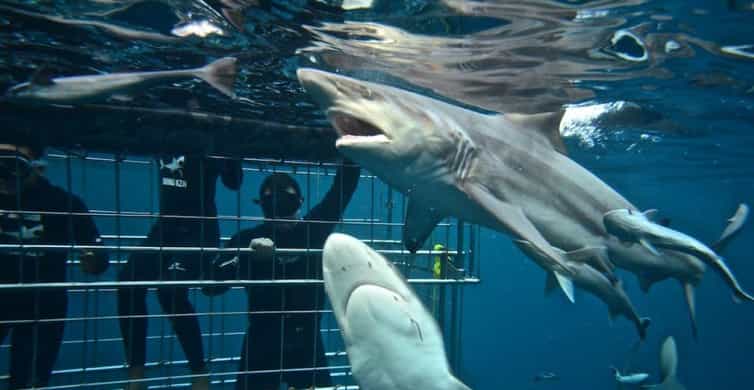 Shark Cage Diving: Full Day Tour Transfer | GetYourGuide
