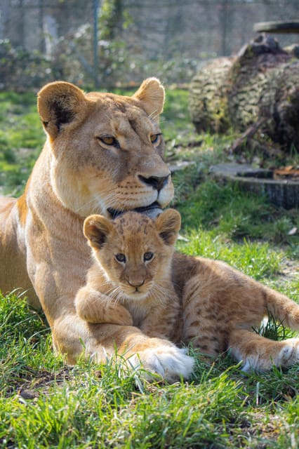 From Paris: Thoiry Park Safari and Castle Tour | GetYourGuide