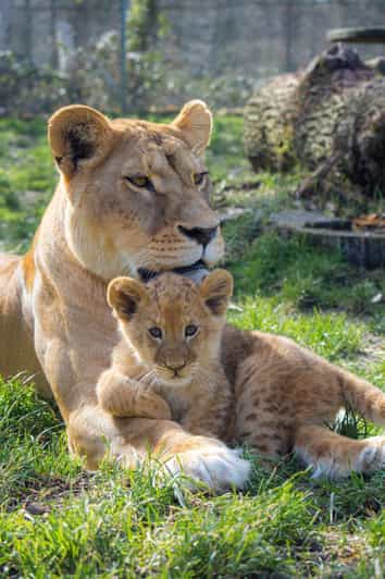 パリからトワリー公園サファリ＆キャッスルツアー | GetYourGuide