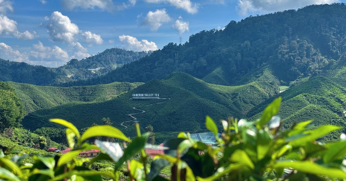 From Kuala Lumpur: Cameron Highlands Day Tour with Lunch | GetYourGuide