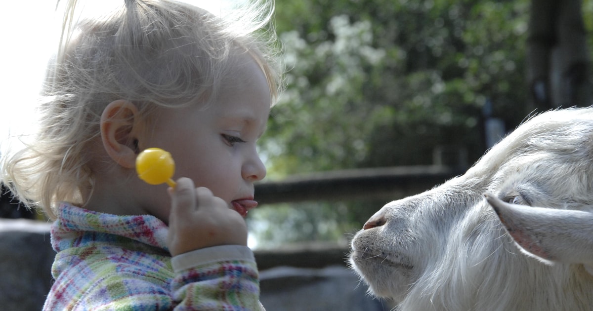 Hirschburg: Day at the stables | GetYourGuide