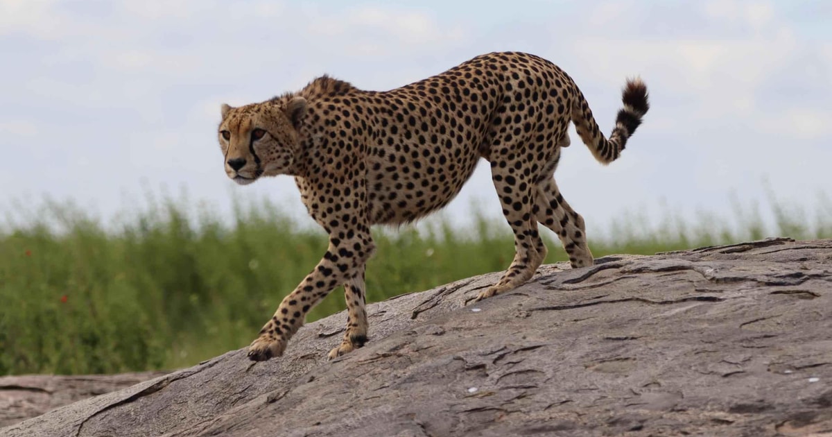 4-dniowe święta i sylwester w Tanzanii | GetYourGuide