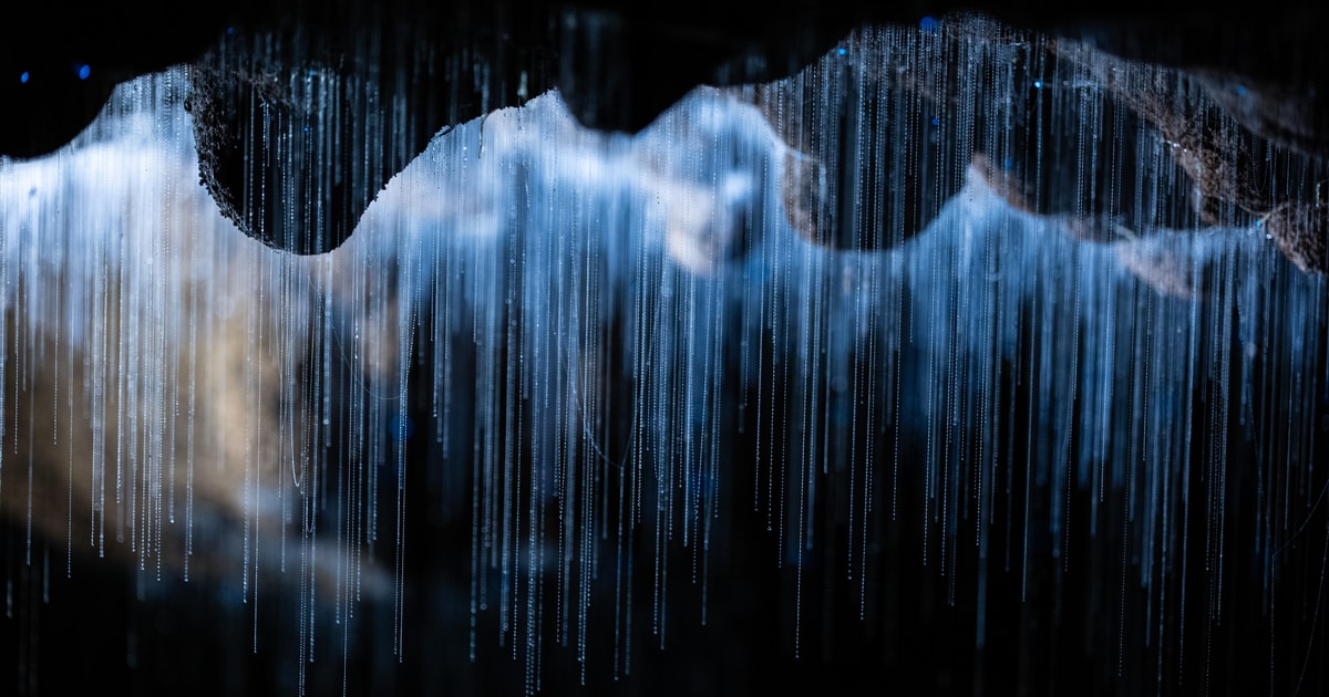 WAITOMO GLOWWORM & RUAKURI CAVE - PRIVATE TOUR FROM AUCKLAND | GetYourGuide