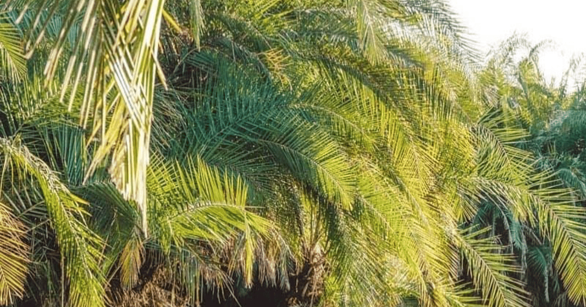 Arusha: 3-dniowe safari w Tarangire i gorące źródła Kikuletwa ...