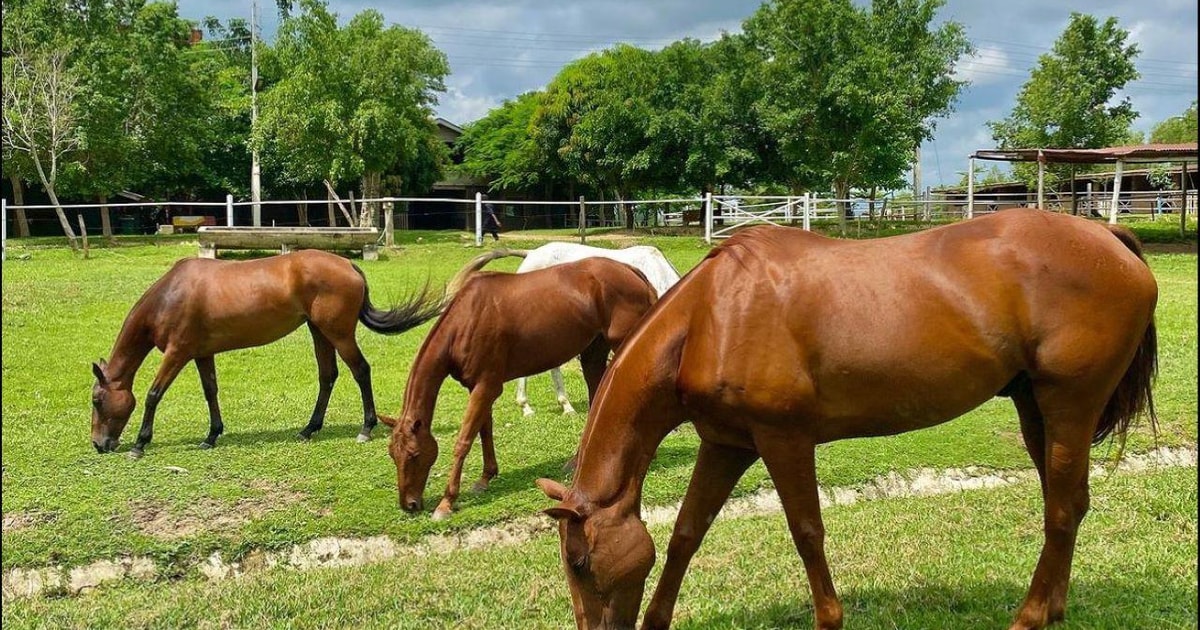 Abuja - Day Trip to Almat Farms | GetYourGuide