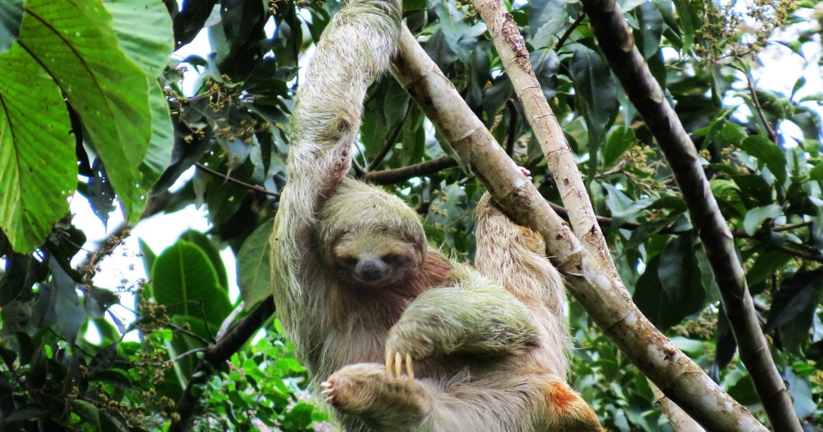 rio celeste and sloth tour | GetYourGuide