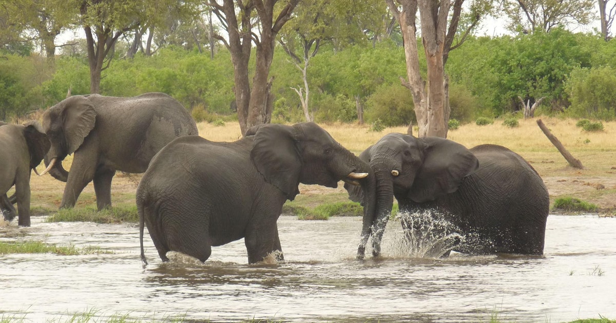 Okavango Delta: Tour with game drives & mokoro trips | GetYourGuide