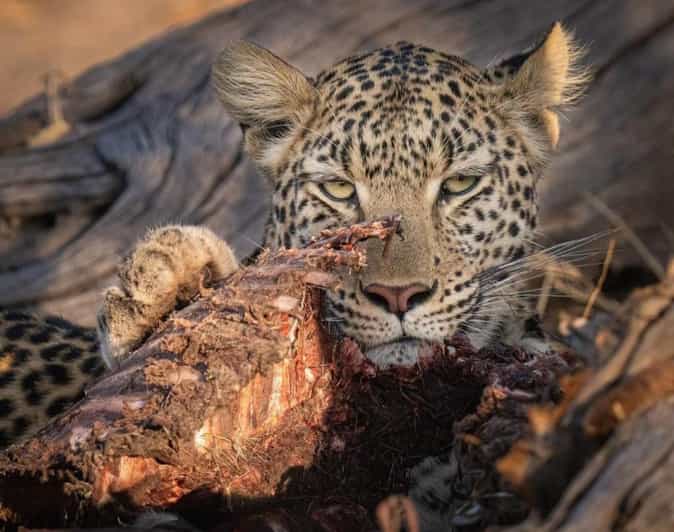 Jawai Leopard Wildlife Safari Private Tour In a 4x4 Jeep | GetYourGuide