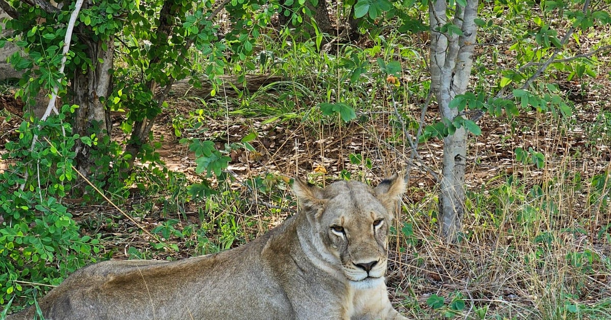 Chobe National Park Day Trip from Livingstone & Vic Falls | GetYourGuide