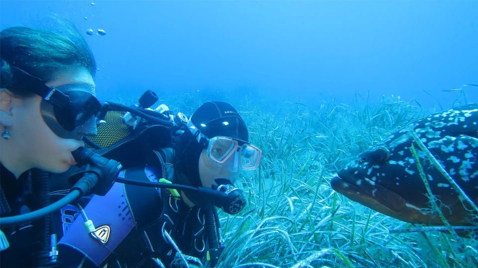 MARINA DI CAMPO: DIVING ON THE ISLAND OF ELBA AND PIANOSA | GetYourGuide