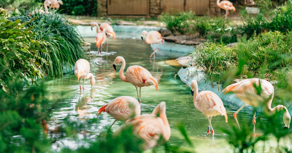 Barcelona: 1-Day Ticket to Barcelona Zoo | GetYourGuide