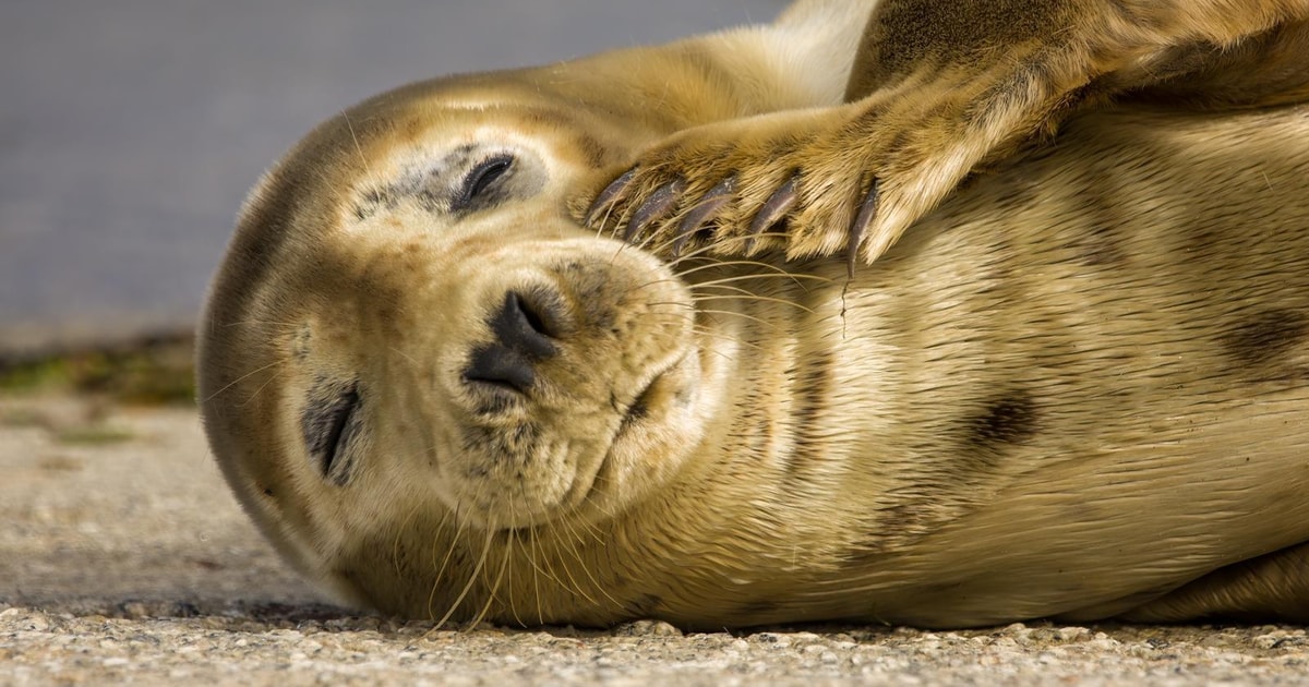 Cornwall: Guided Seal Safari by Boat | GetYourGuide