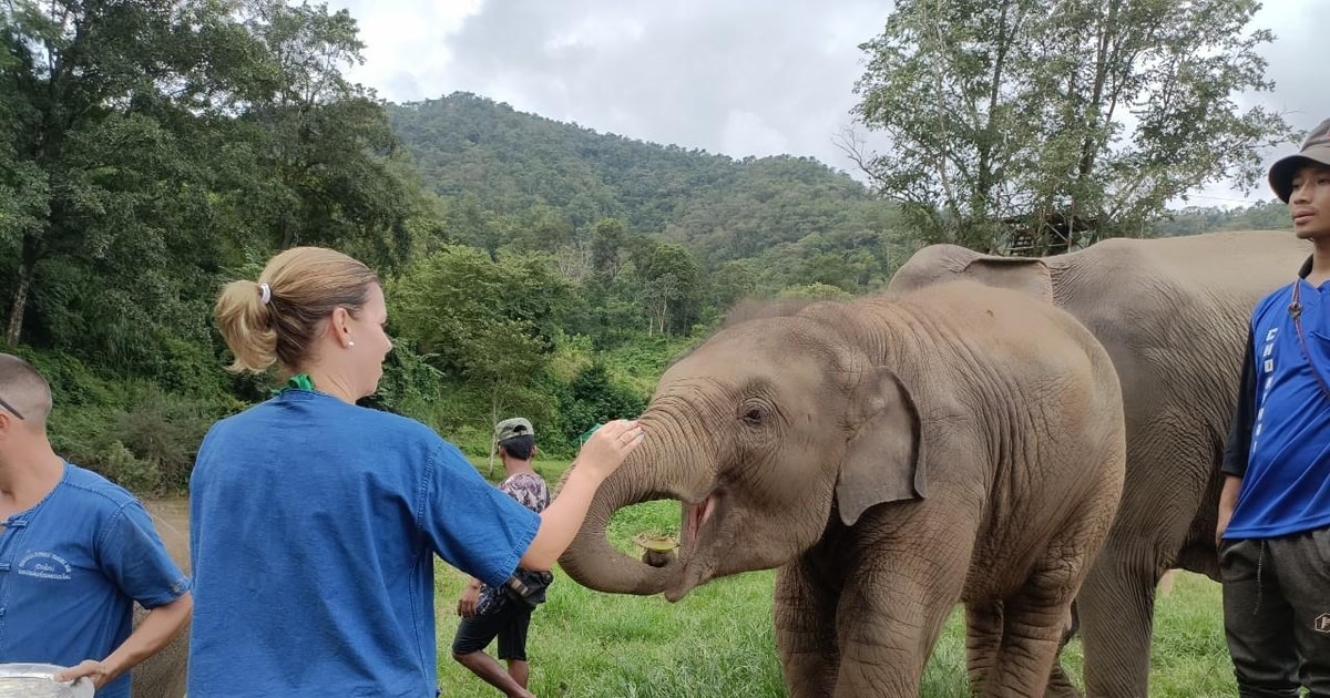 Chiangmai: Elephants Care Day Trip With Transport & Buffet | GetYourGuide