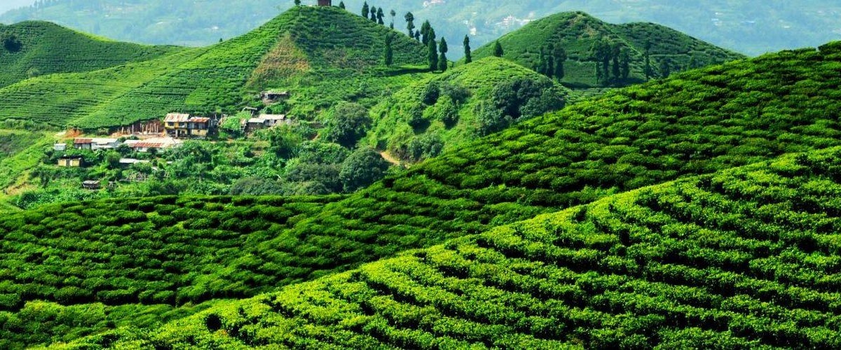Ilam: 1 week Luxury Tea Garden Stay in Illam | GetYourGuide
