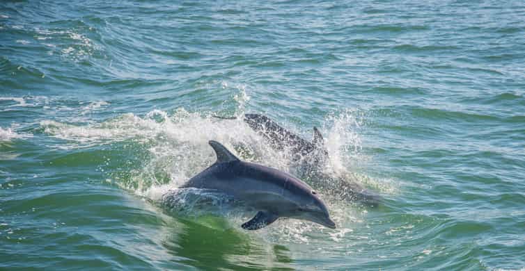 Holiday, FL: Anclote Key Preserve Private Boat Tour | GetYourGuide