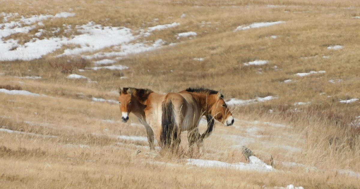 Mongoliet: Hustai nationalpark | GetYourGuide