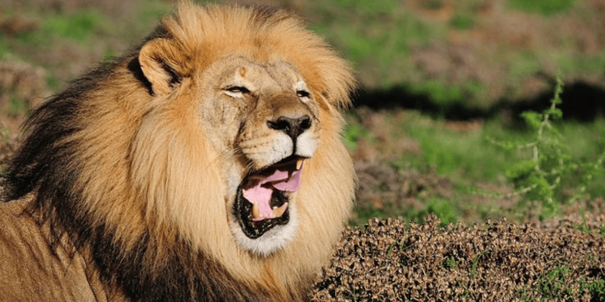 Addo Elephant National Park Private Full-Day Safari | GetYourGuide