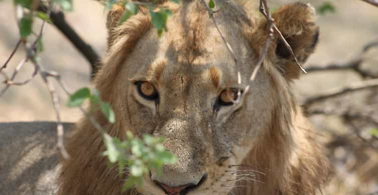 Moholoholo Wildlife Rehabilitation Centre, 북부 주 - 티켓 및 투어 예약 | GetYourGuide