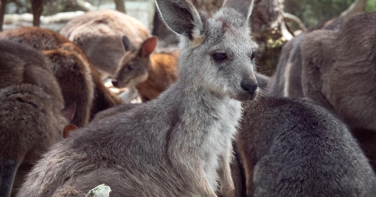Sydney: Nature and Wildlife - Australia in One Day | GetYourGuide