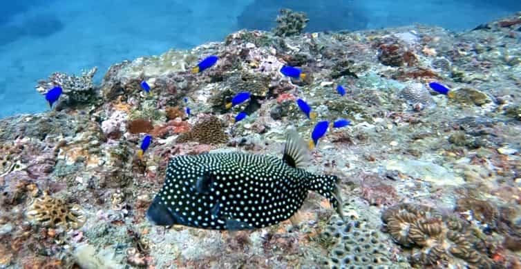 Trincomalee: Scuba Diving 2 drives for Certified Divers | GetYourGuide